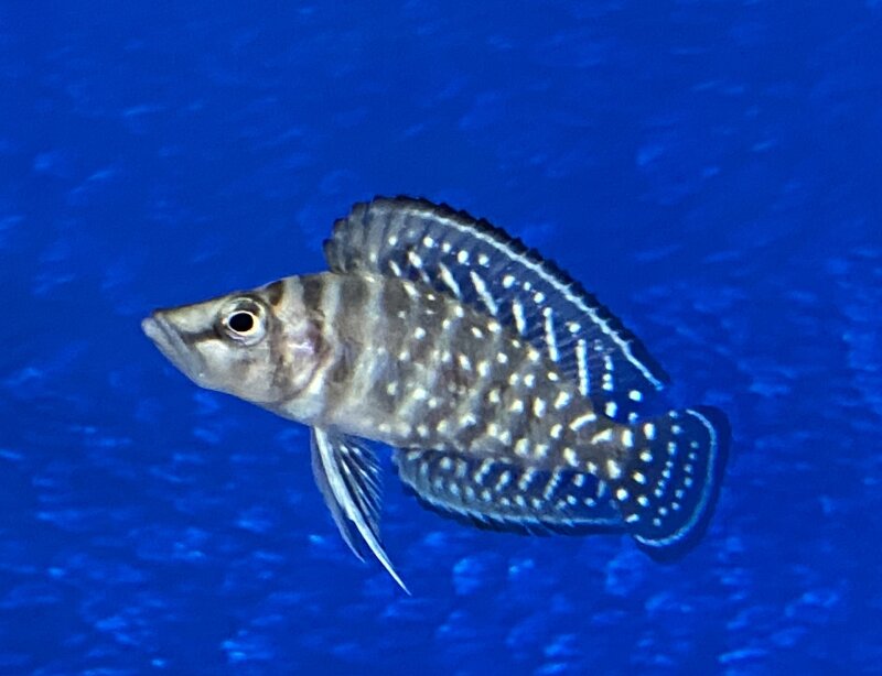 Altolamprologus calvus black pectoral 3-4 cm